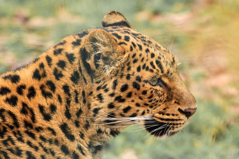 Leopard profile stock photo. Image of black, carnivore - 46725236