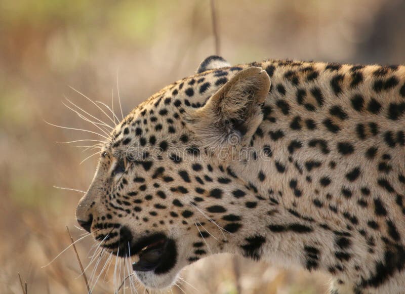 Leopard Profile Kruger National Park Stock Photo - Image of national ...