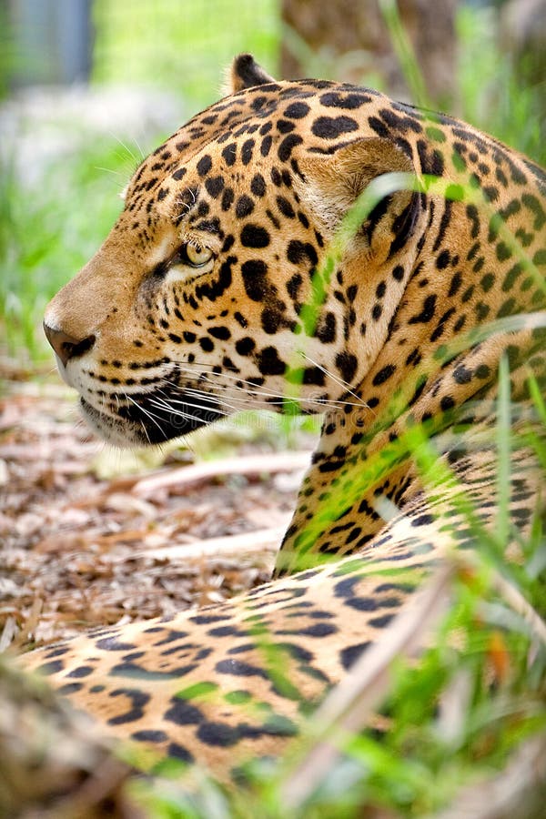 Leopard Profile stock image. Image of habitat, safari - 137791157