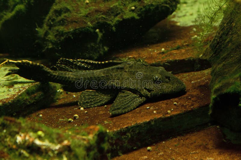Leopard Pleco Glyptoperichthys Gibbiceps Sailfin Pleco Gibby Der ...