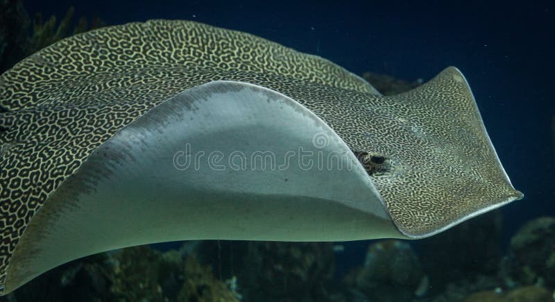 Leopard Ray stock image. Image of stingray, torpedo, animal - 46335715