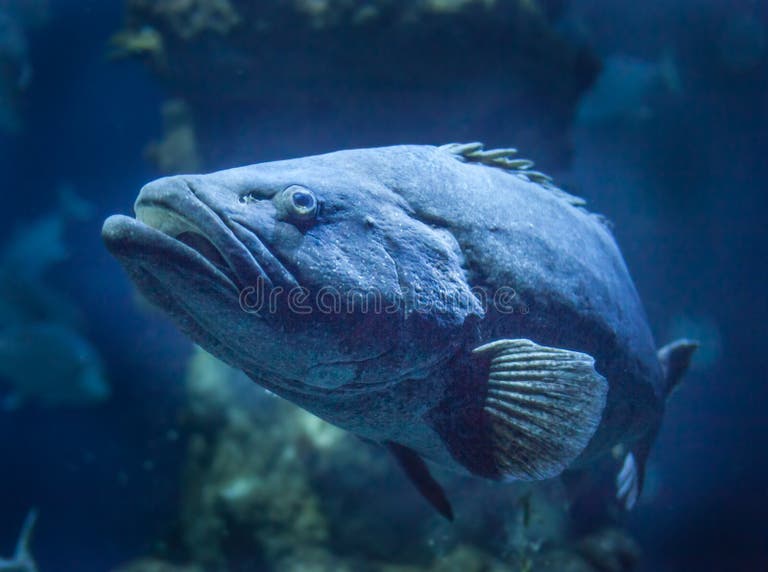Leopard ray stock photo. Image of water, animal, sting - 36518442