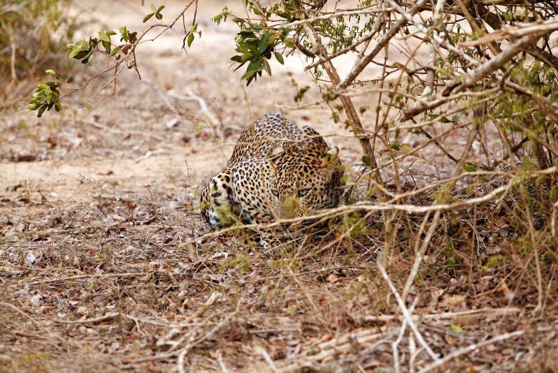 Leopard ready for attack stock photo. Image of nature - 16891408