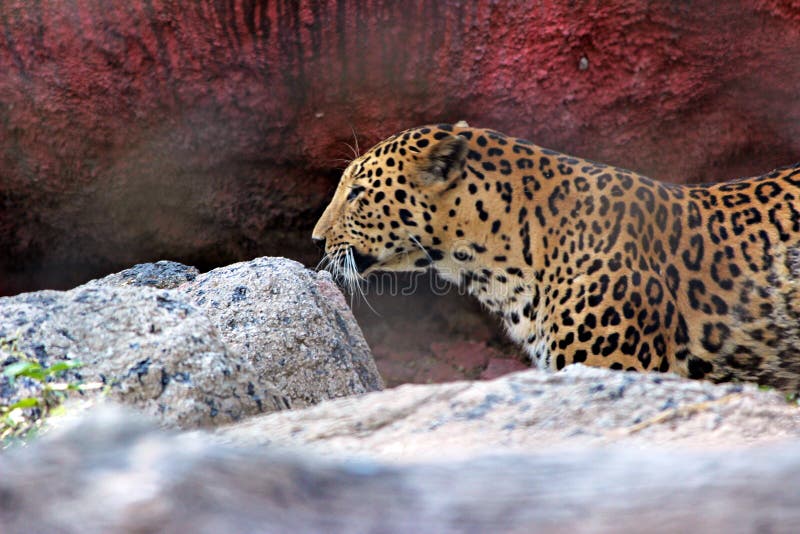 Leopard stock image. Image of rocks, ready, jaguar, animals - 84148971