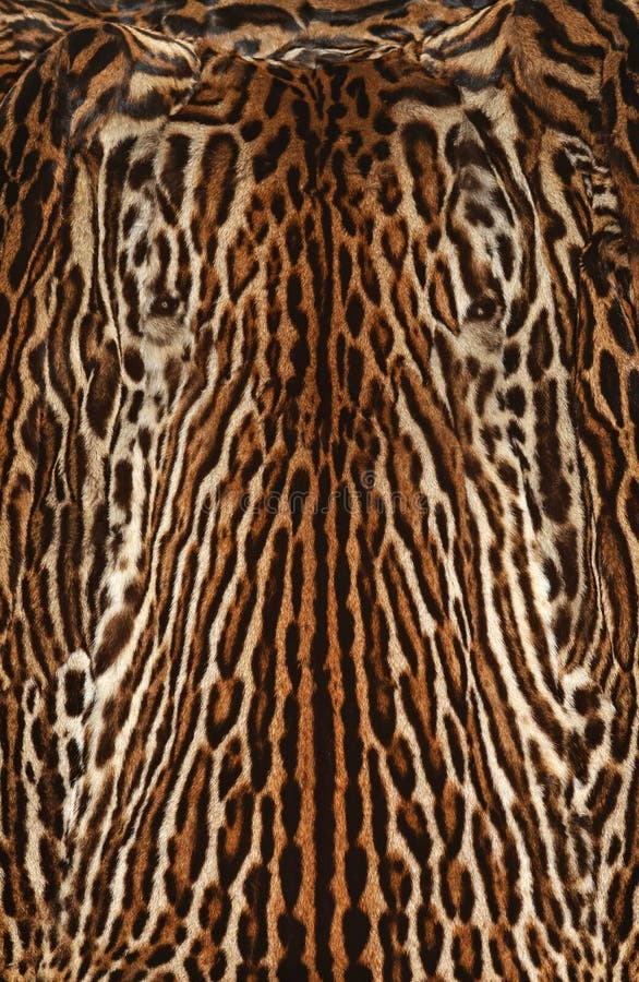 Real leopard skin stock photo. Image of leopardpattern - 29923486