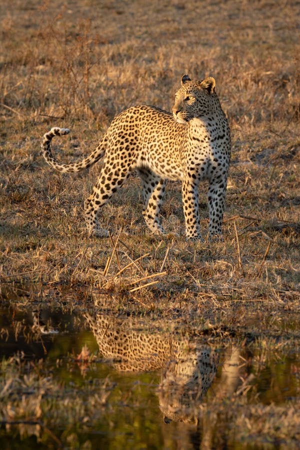 Leopard and reflection. stock photo. Image of together - 289615798