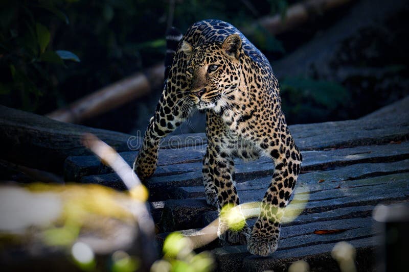 Portrait of the Leopard in Rainforest Stock Photo - Image of undefined ...