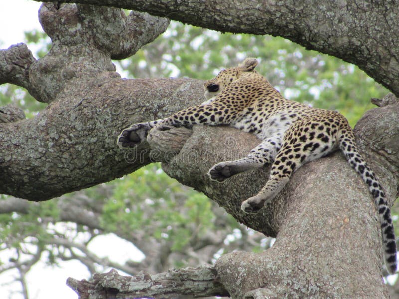 Leopard Relaxing on a Branch Stock Photo - Image of giraffe, jungle ...