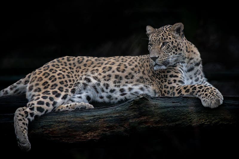 Leopard Relaxing on a Log in the Dark at Night Time Stock Image - Image ...