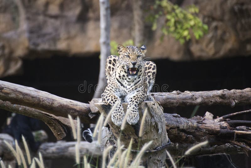 Leopard rest on the tree stock photo. Image of south - 65713452