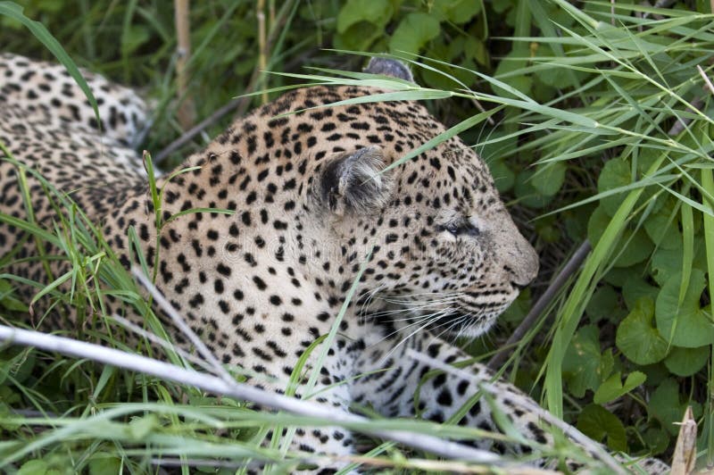 Leopard resting stock image. Image of african, endangered - 7624051