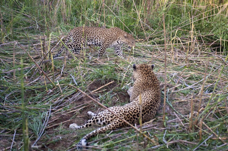 Leopard resting stock image. Image of leaves, lazy, laying - 7692515