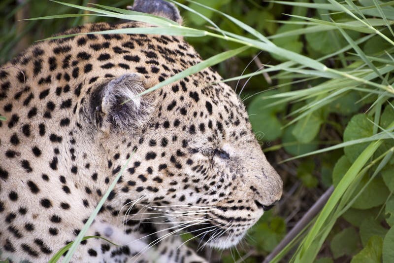 Leopard resting stock photo. Image of carnivore, african - 7692760