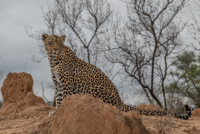Leopard Against Grey Late Afternoon Sky Stock Image - Image of game ...