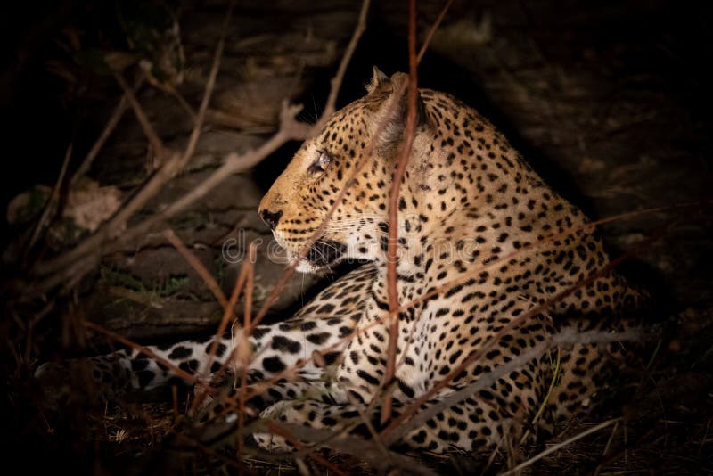Leopard Resting in the Bush at Night Stock Image - Image of rare ...