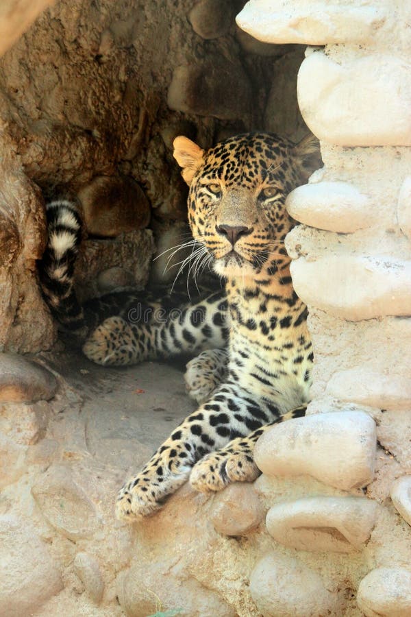 Leopard Resting In The Shade In The Bush A Night Stock Image - Image of ...