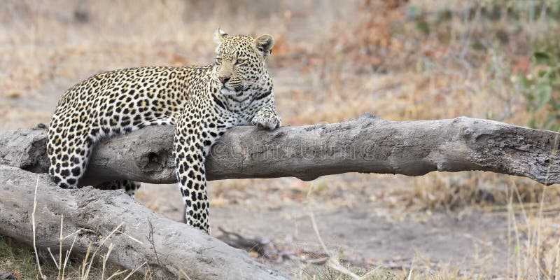 Leopard Resting on a Fallen Tree Log Rest after Hunting Stock Image ...