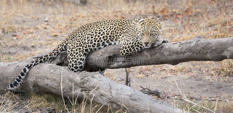 Leopard Resting on a Fallen Tree Log Rest after Hunting Stock Image ...