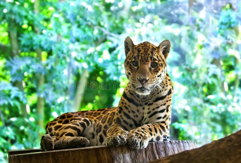 Leopard Resting Lying on a Background of Lush Tropical Vegetation Stock ...