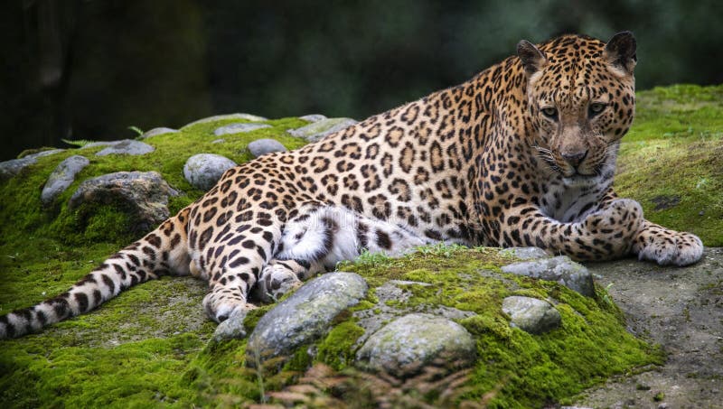 Leopard cat stock image. Image of lean, mountain, natural - 250164421