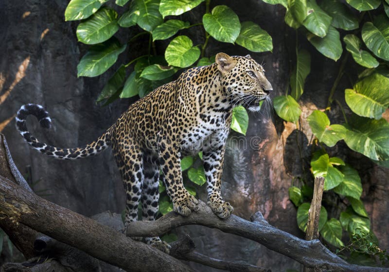 A Leopard is Standing on a Tree. Stock Photo - Image of spotted ...