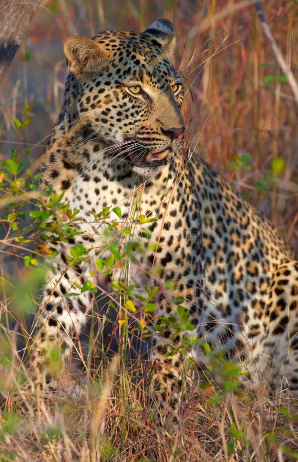 Leopard Resting in Savannah Stock Image - Image of grass, natural: 13665557