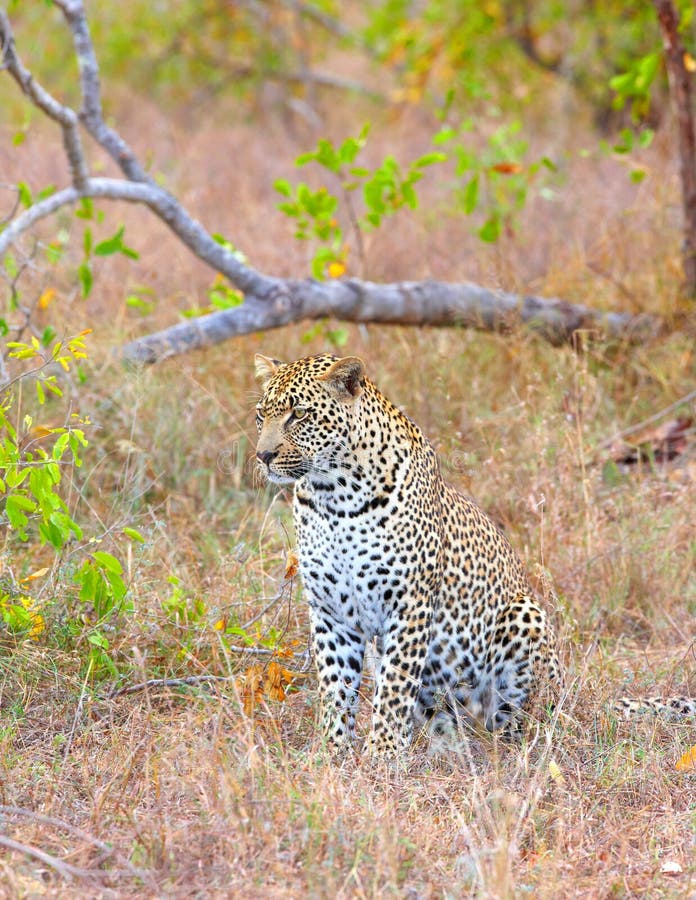 Leopard Resting in Savannah Stock Photo - Image of south, five: 12188214
