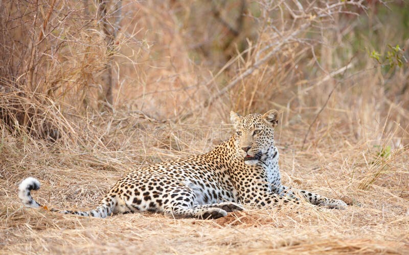 Leopard Resting In Savannah Stock Image - Image of grass, natural: 13665557