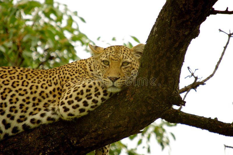 Leopard stock image. Image of resting, africa, tree, park - 36393559