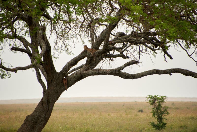 Leopard Resting on the Tree in the Field Stock Image - Image of ...