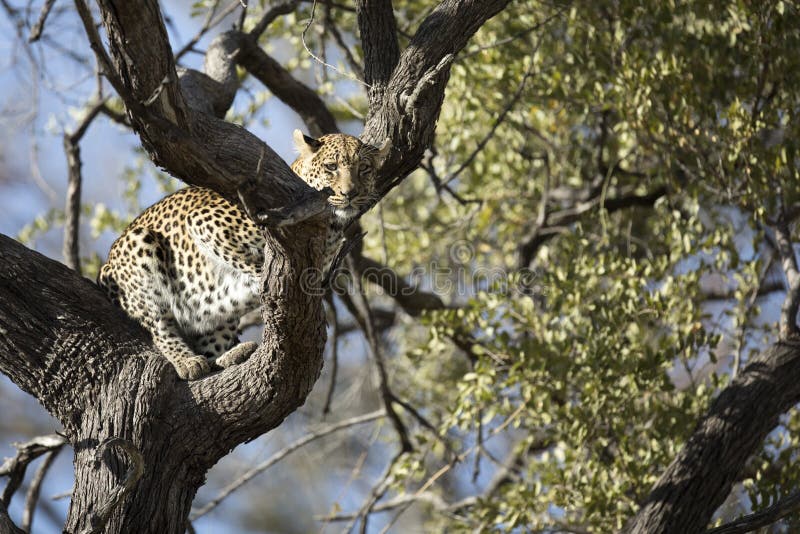 Leopard resting in a tree stock image. Image of national - 200144493