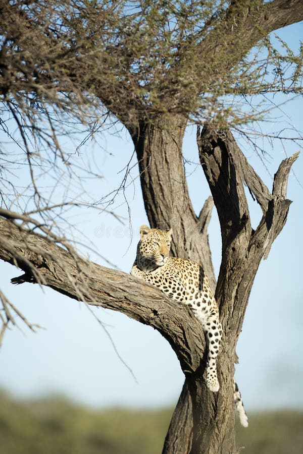 Leopard resting in a tree. stock photo. Image of safari - 145632668