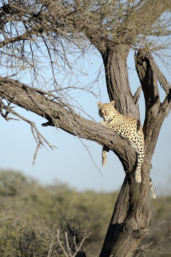 Leopard resting in a tree. stock image. Image of feline - 145633613