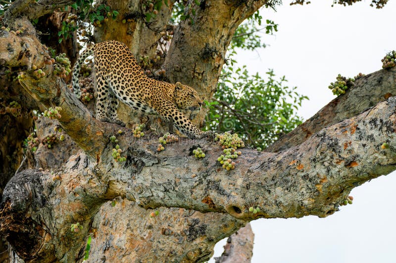 Leopard Resting in a Tree in the Okavango Delta in Botswana Stock Image ...