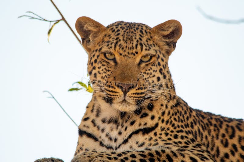 Portrait of a leopard stock image. Image of coddiwomple - 255579397