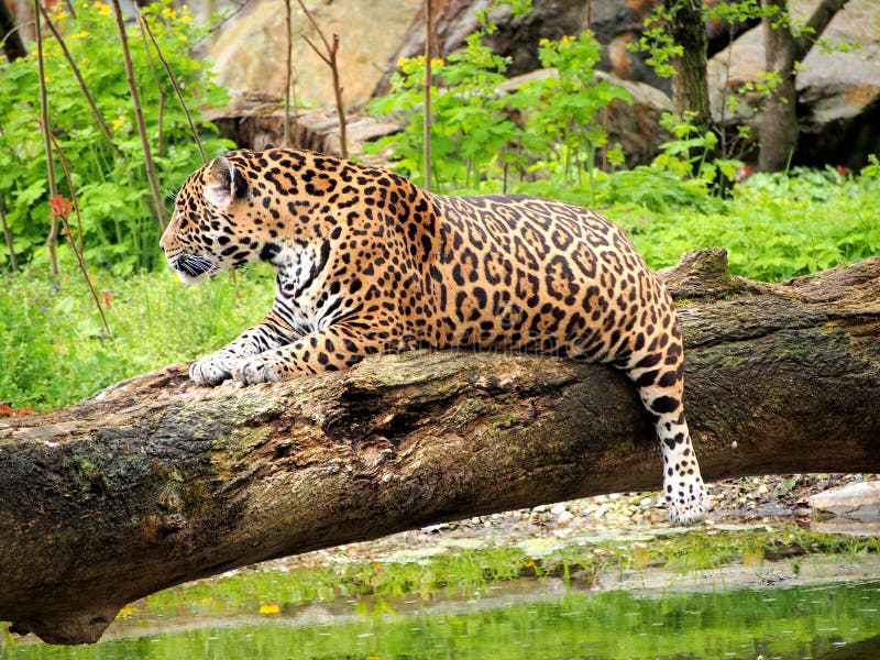 A Leopard Resting on a Tree Trunk Above a Pond, Wild Exotic Animals, a ...