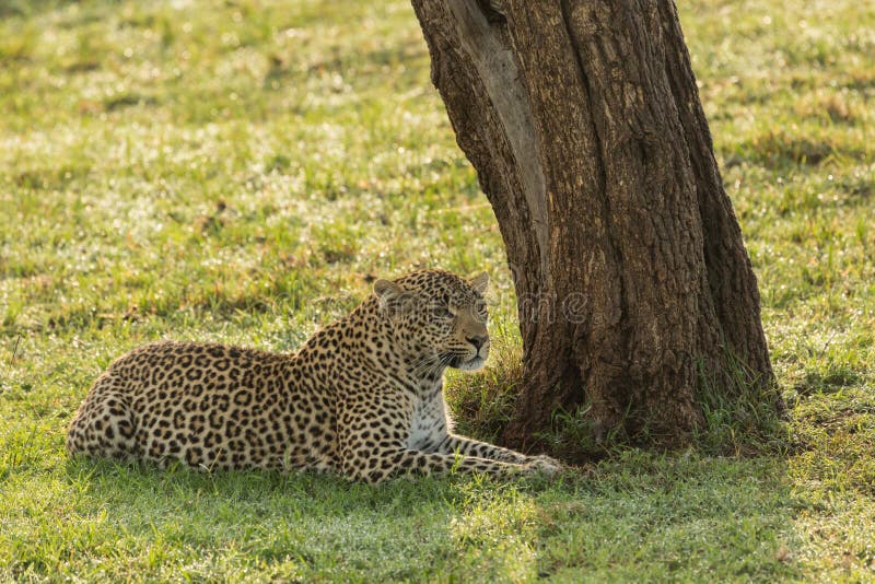 Leopard Resting Under a Tree Stock Image - Image of savannah, safari ...
