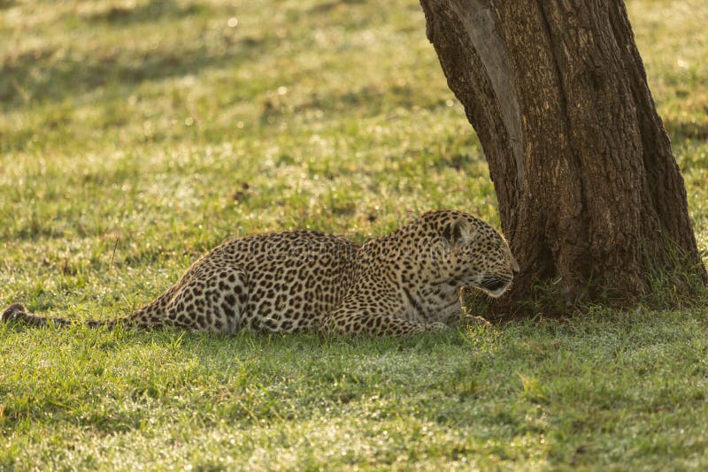 Leopard Resting Under a Tree Stock Image - Image of feline, predator ...