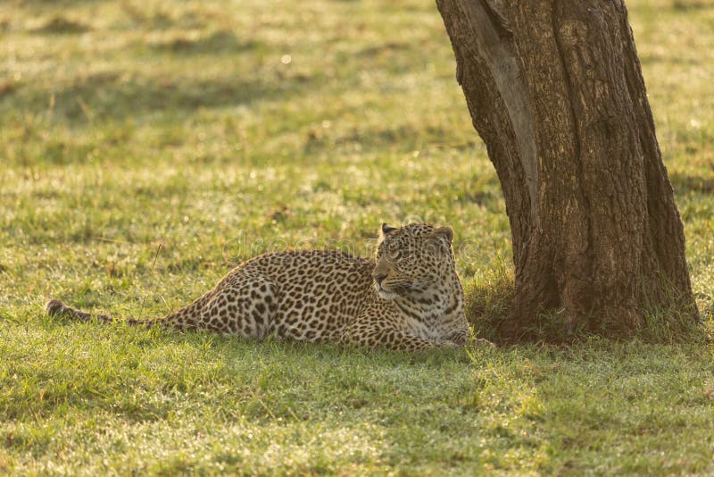 Leopard Resting Under a Tree Stock Image - Image of beauty, grasslands ...
