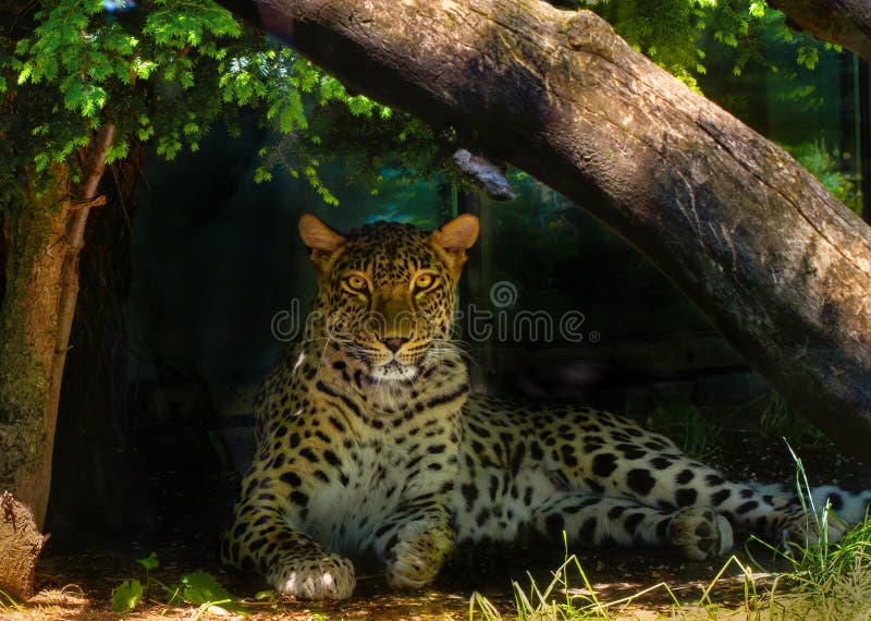 The Leopard Retreats into the Shadows. Stock Image - Image of nose ...