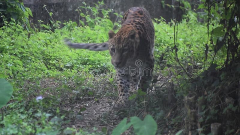 A leopard roaming stock video. Video of wildlife, natural - 260124303