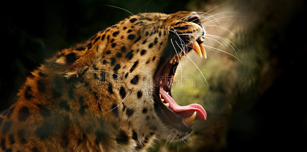 Leopard roar stock image. Image of mouth, food, hungry - 18131357