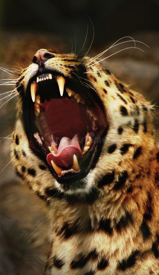 Leopard roar stock image. Image of dotted, calling, block - 18131391