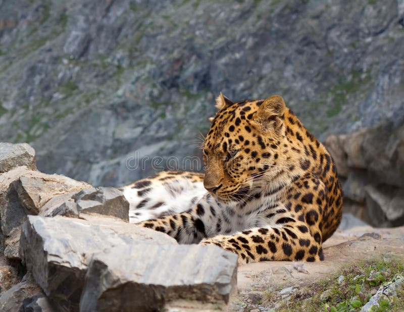 Leopard on rock stock image. Image of wilderness, moutnains - 25727915