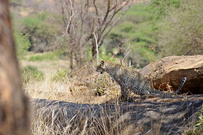 Leopard stock image. Image of hunting, safari, teeth - 33731539