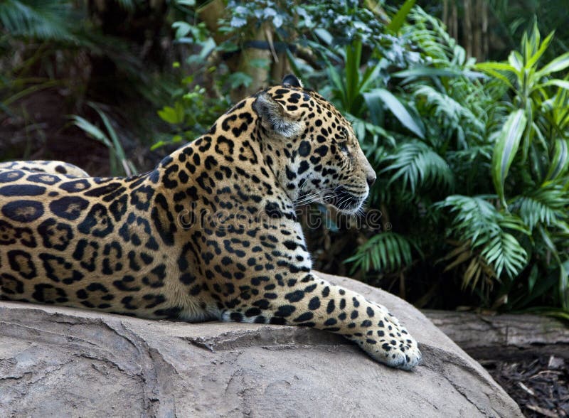 Leopard on Rock stock image. Image of panther, wild - 101730569