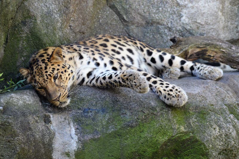 Leopard stock photo. Image of bottom, calm, attraction - 75761130