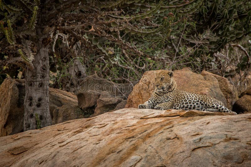 Leopard on the rocks. stock image. Image of portrait - 78792479