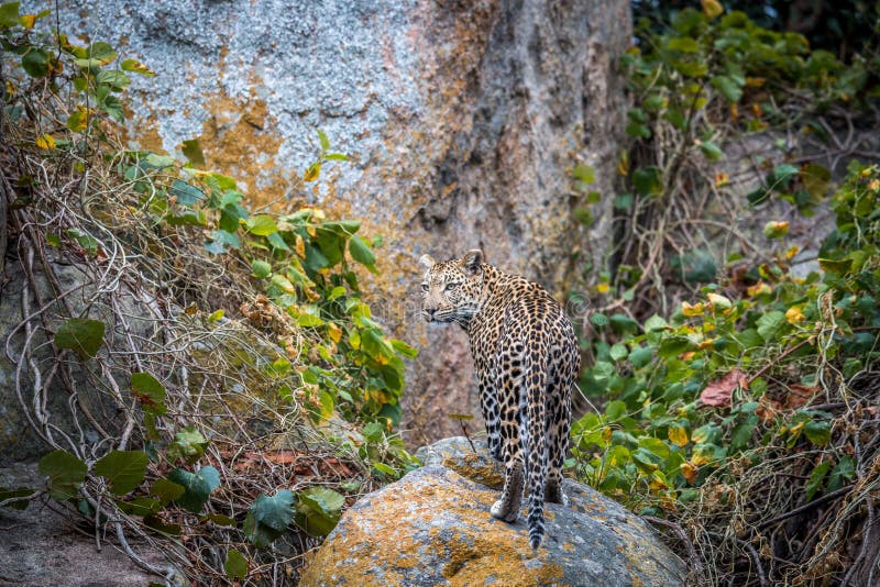 Leopard on the rocks. stock image. Image of nature, mammal - 78809399