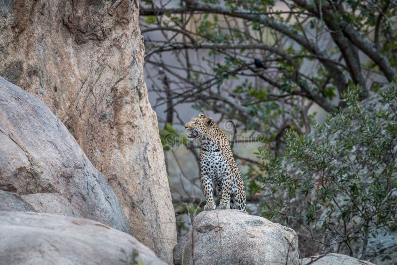 Leopard on the rocks. stock photo. Image of leopard, attentive - 78810192